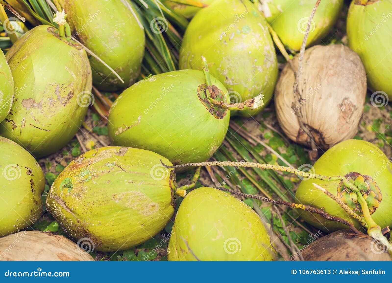 Verde do coco na grama imagem de stock. Imagem de folha - 106763613