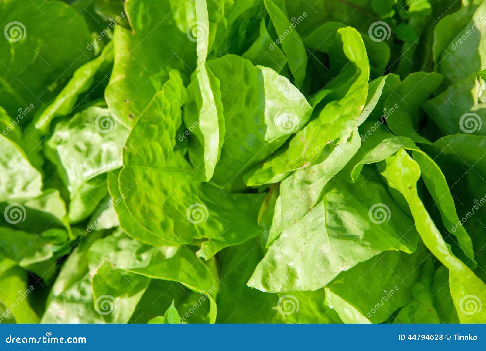 Verde do fundo da alface foto de stock. Imagem de plantas - 44794628