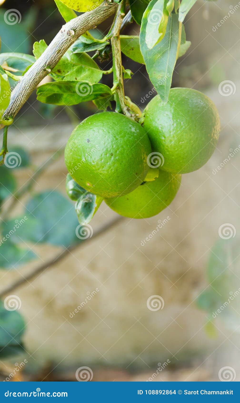 Verde Fresco De La Cal Cruda Foto de archivo - Imagen de cosecha ...