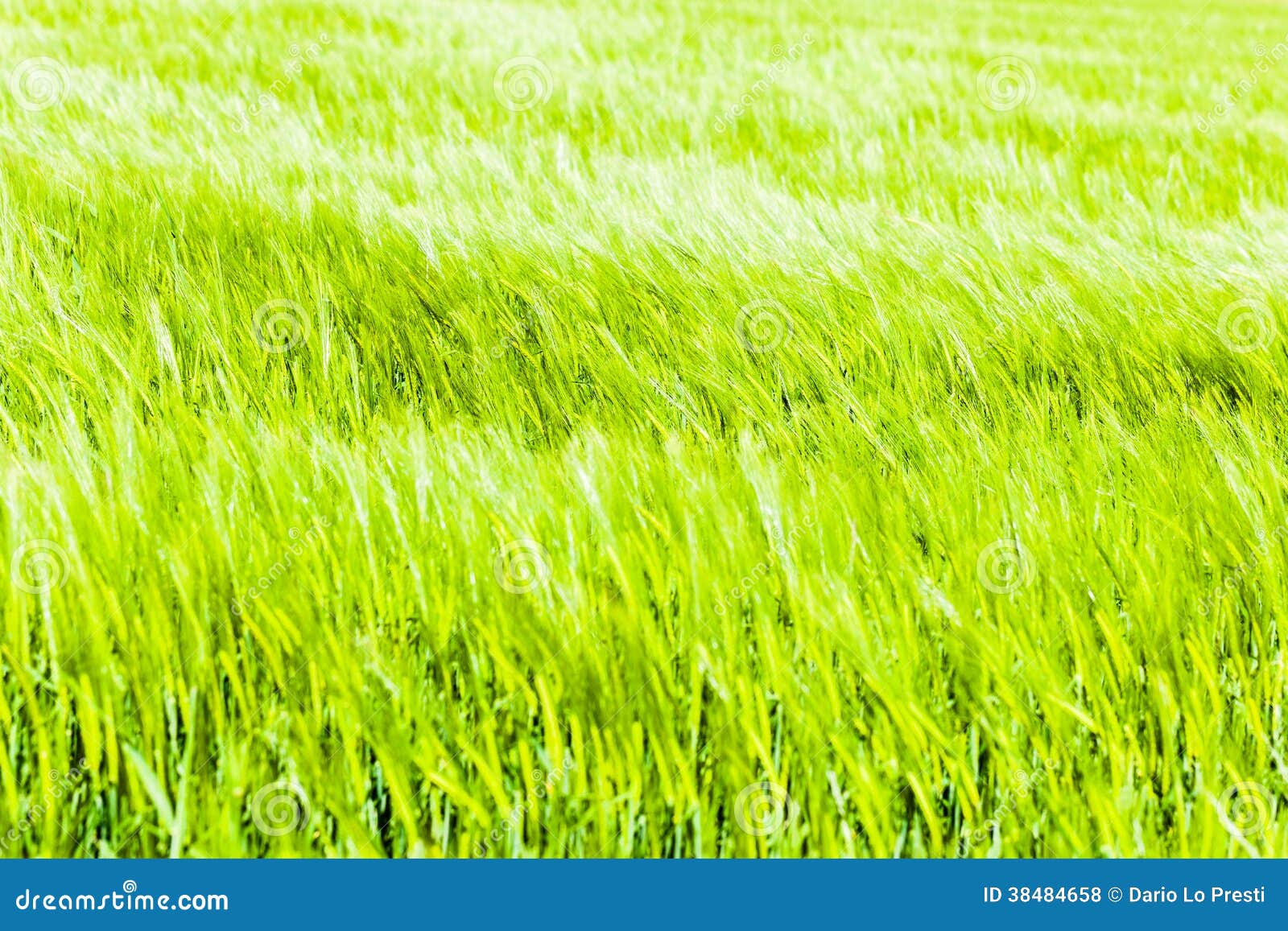 Verde intenso foto de stock. Imagem de jardim, bonito - 38484658