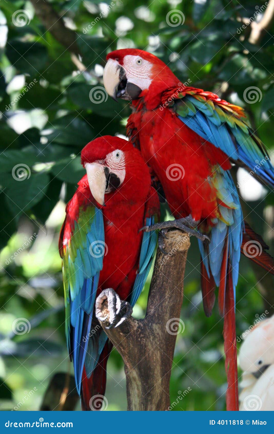 Verde - Macaw alato fotografia stock. Immagine di astuto - 4011818