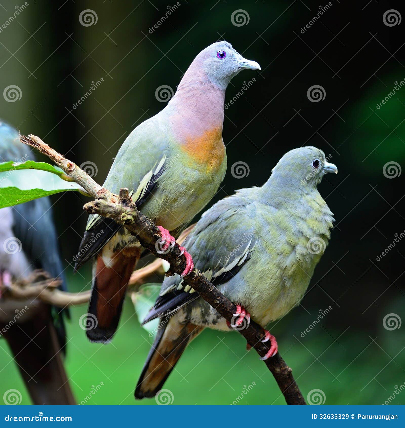 Verde-pombo Cor-de-rosa-necked Imagem de Stock - Imagem de selvagem ...