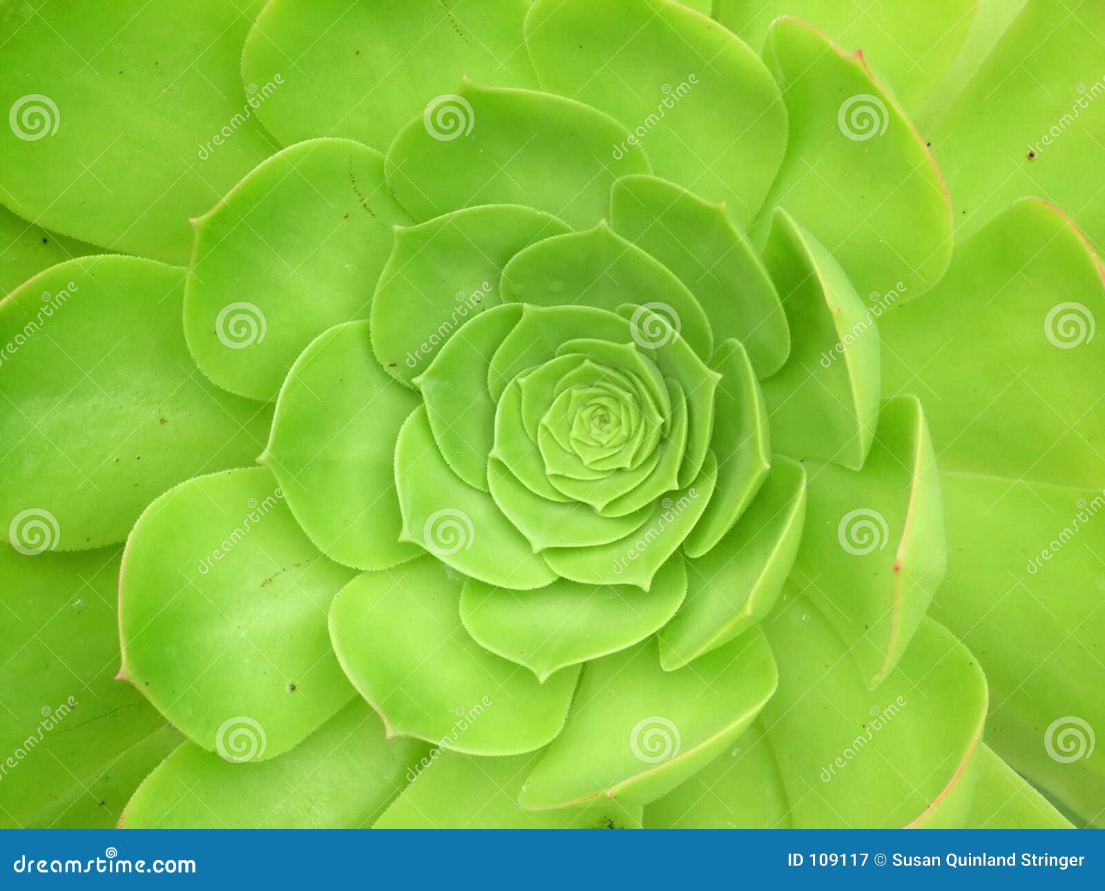 Verde suculento imagen de archivo. Imagen de fondo, brillante - 109117