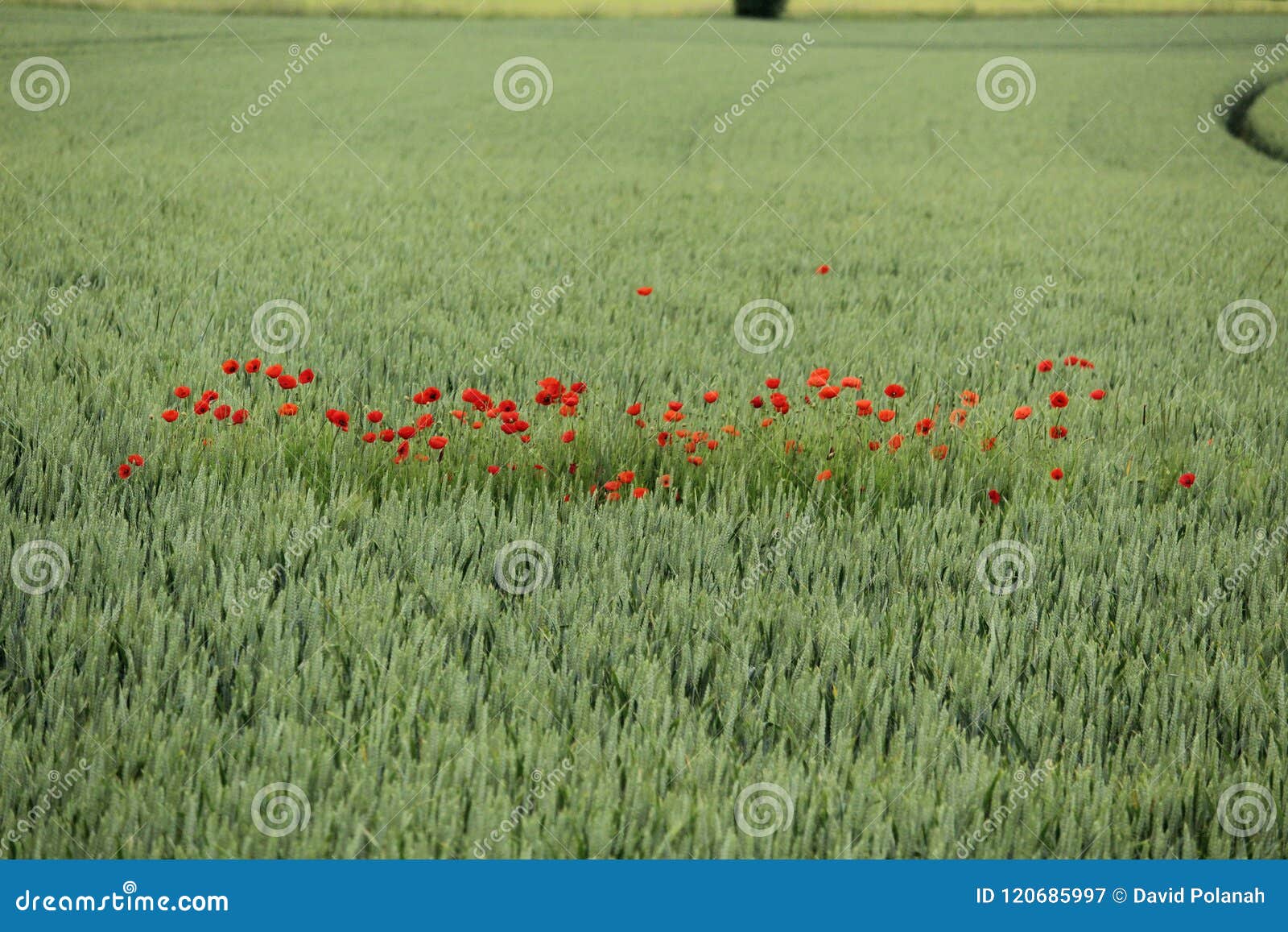Verde y rojo imagen de archivo. Imagen de flores, rojo - 120685997