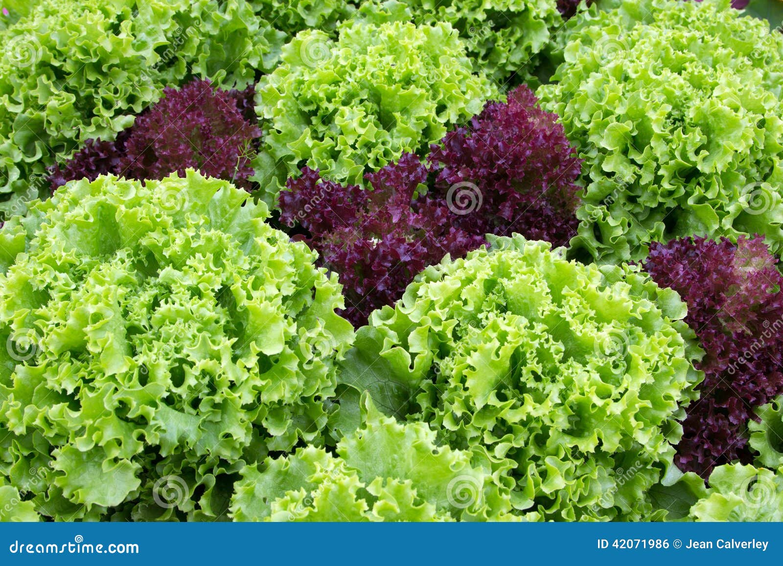 Verde Y Rojo Rizados De La Lechuga Foto de archivo - Imagen de rojo ...