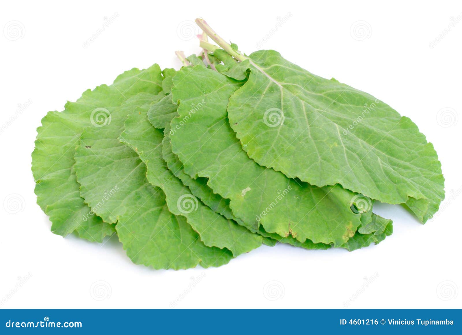 Verdi del cavolo riccio fotografia stock. Immagine di fresco - 4601216