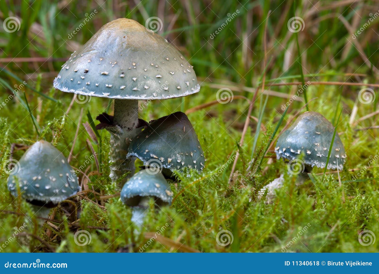 Verdigris agaric stock photo. Image of floor, veil, parasol - 11340618