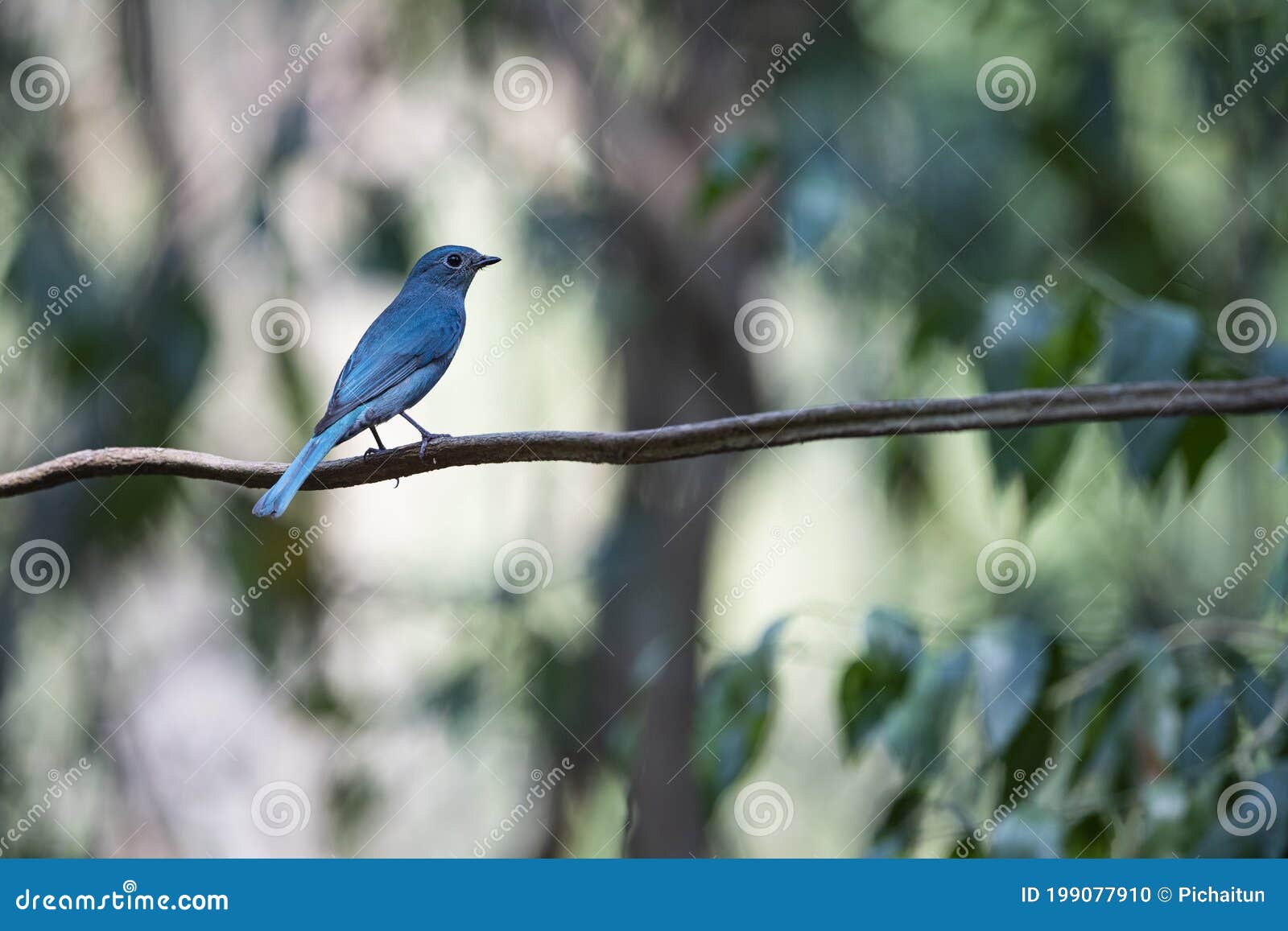 Verditer Flycatcher stock photo. Image of bill, sumatra - 199077910