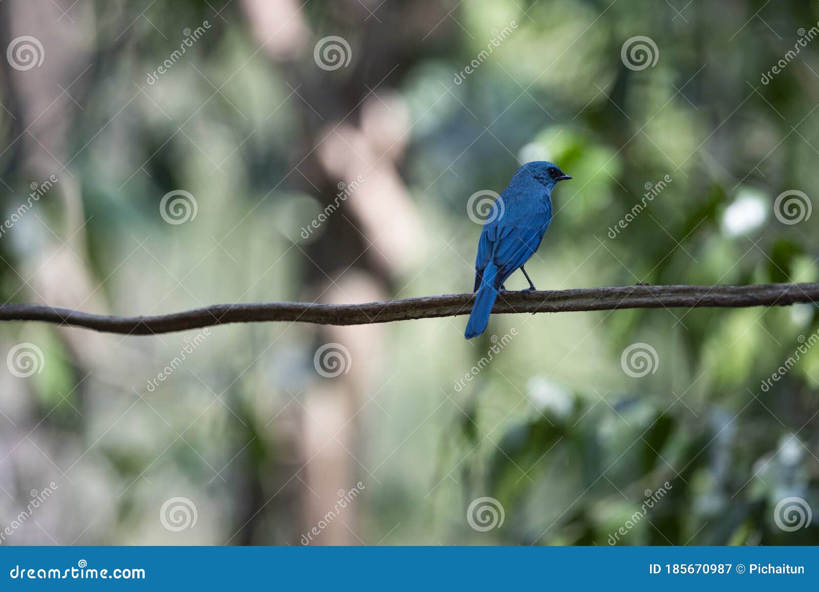 Verditer Flycatcher stock image. Image of eumyias, southeast - 185670987