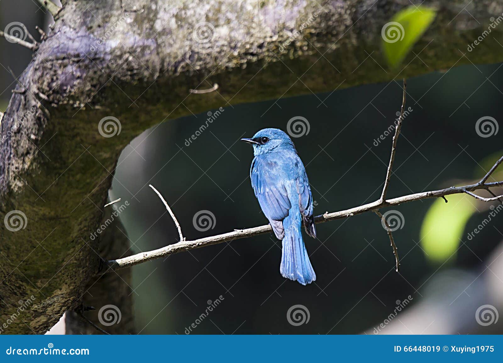 Verditer Flycatcher stock image. Image of park, feather - 66448019