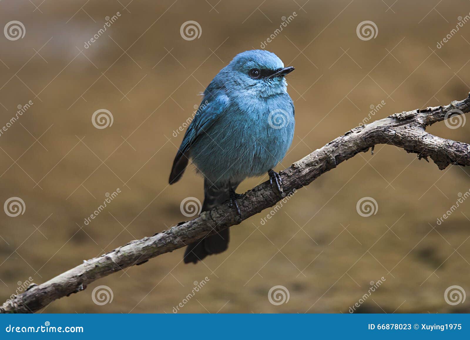 Verditer Flycatcher stock image. Image of eumyias, tree - 66878023