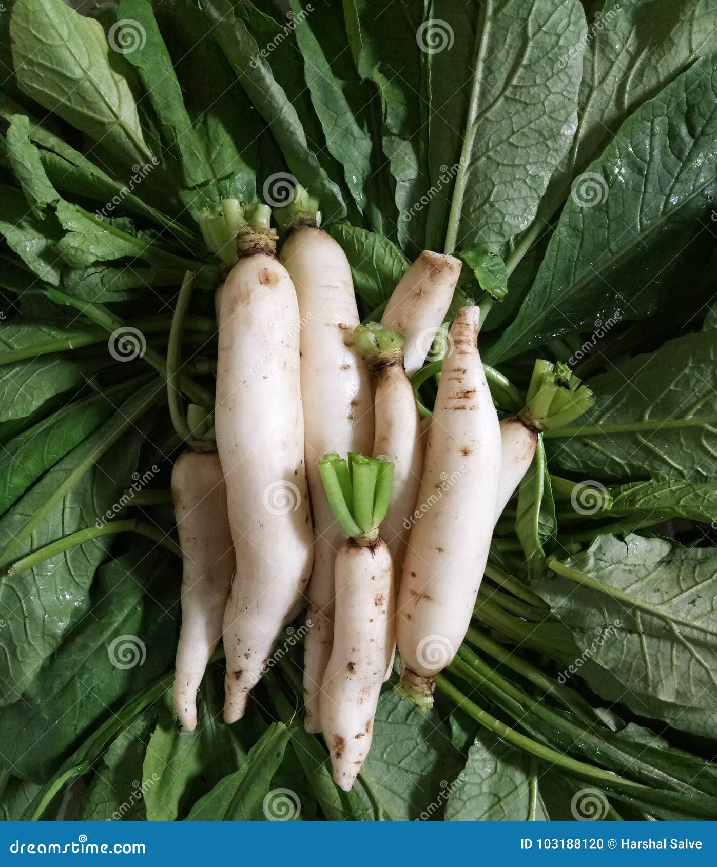 Verdura de Daikon foto de archivo. Imagen de medicina - 103188120
