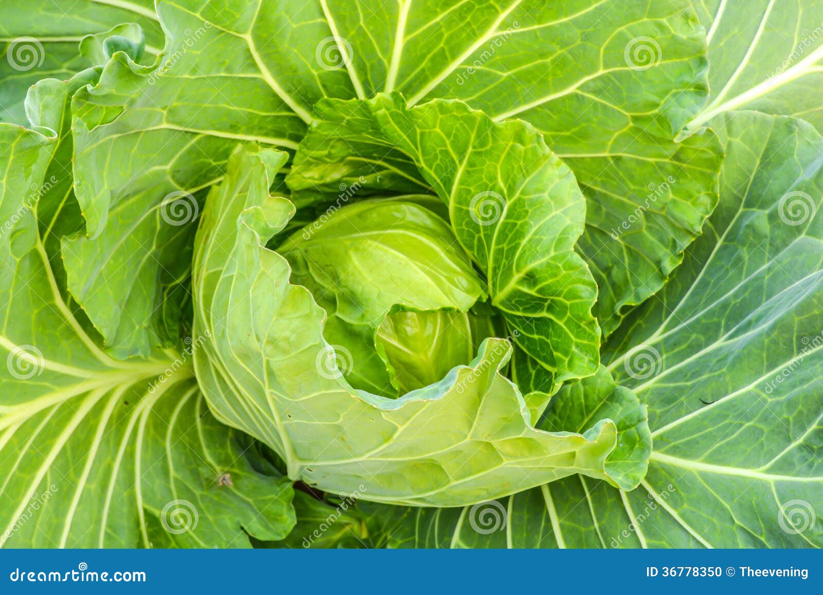 Verdura De La Col De La Hoja Foto de archivo - Imagen de crezca ...