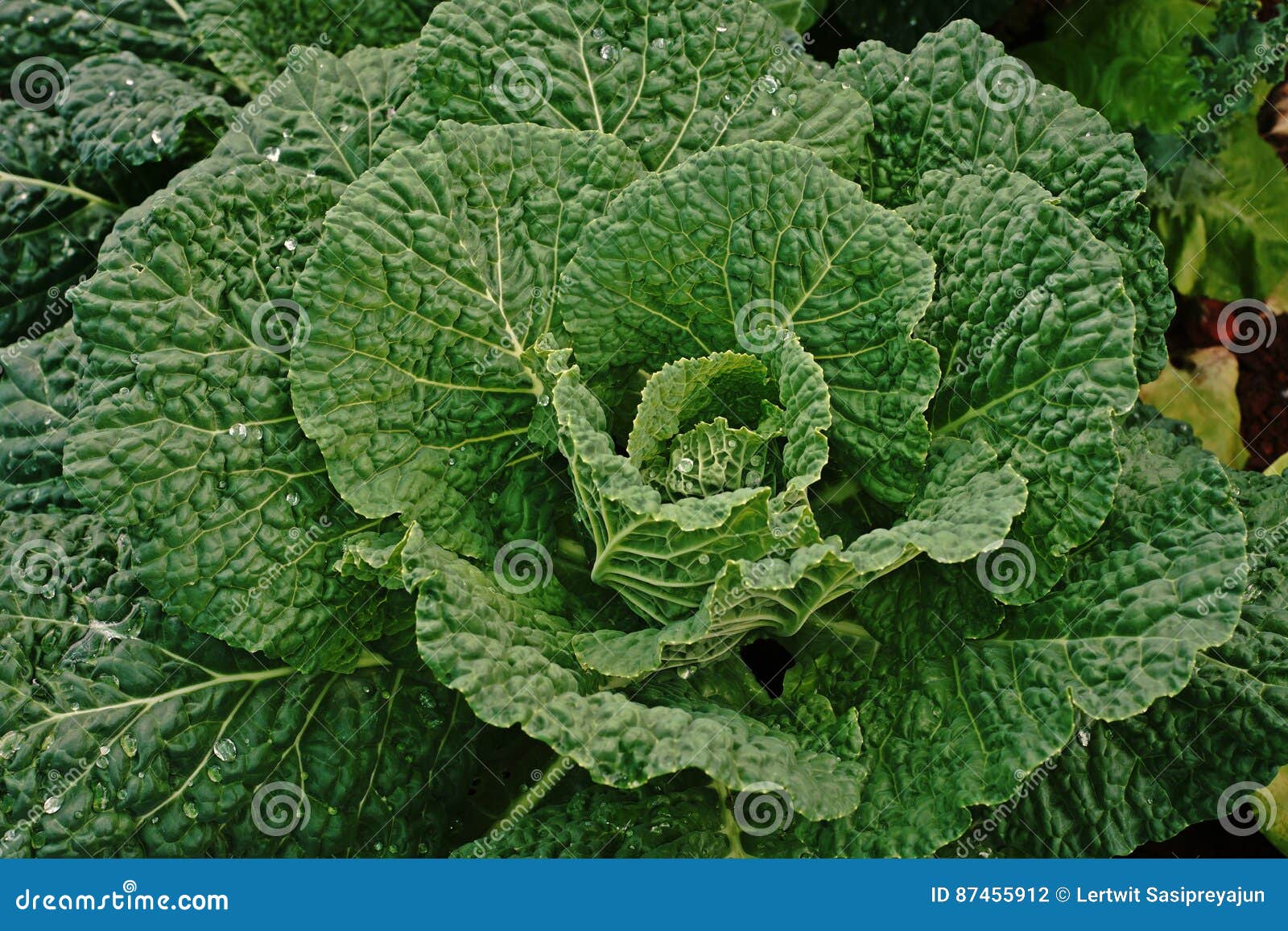 Verdura De La Col Para La Salud Foto de archivo - Imagen de verano ...