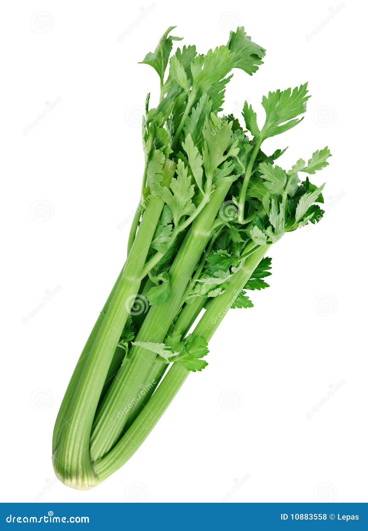 Verdura del sedano fotografia stock. Immagine di verticale - 10883558