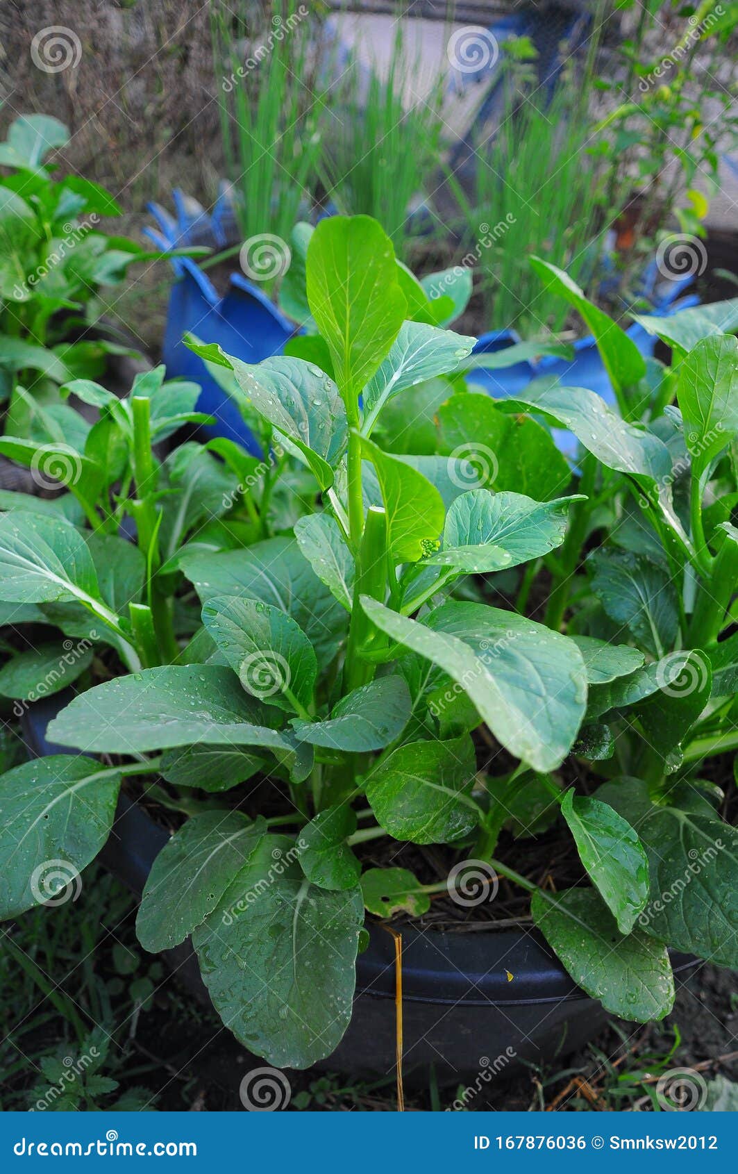 Verduras Cantonesas No Pote Foto de Stock - Imagem de cantonês, nave ...