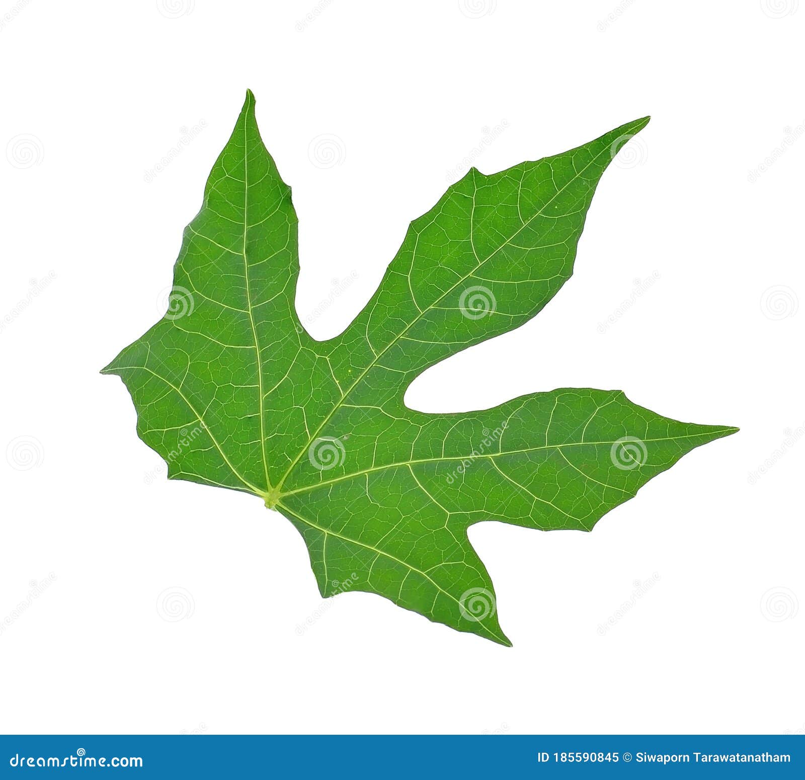 Verduras De Chaya Sobre Fondo Blanco Imagen de archivo - Imagen de ...