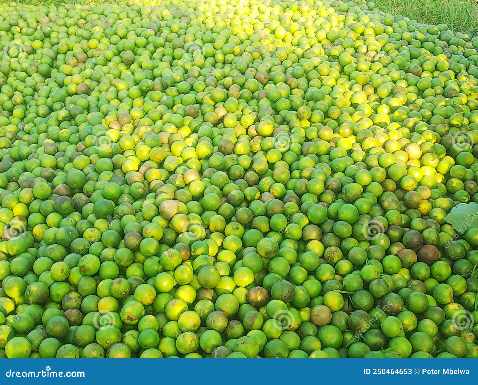 Verduras De Frutas Naranjas Imagen de archivo - Imagen de agricultura ...