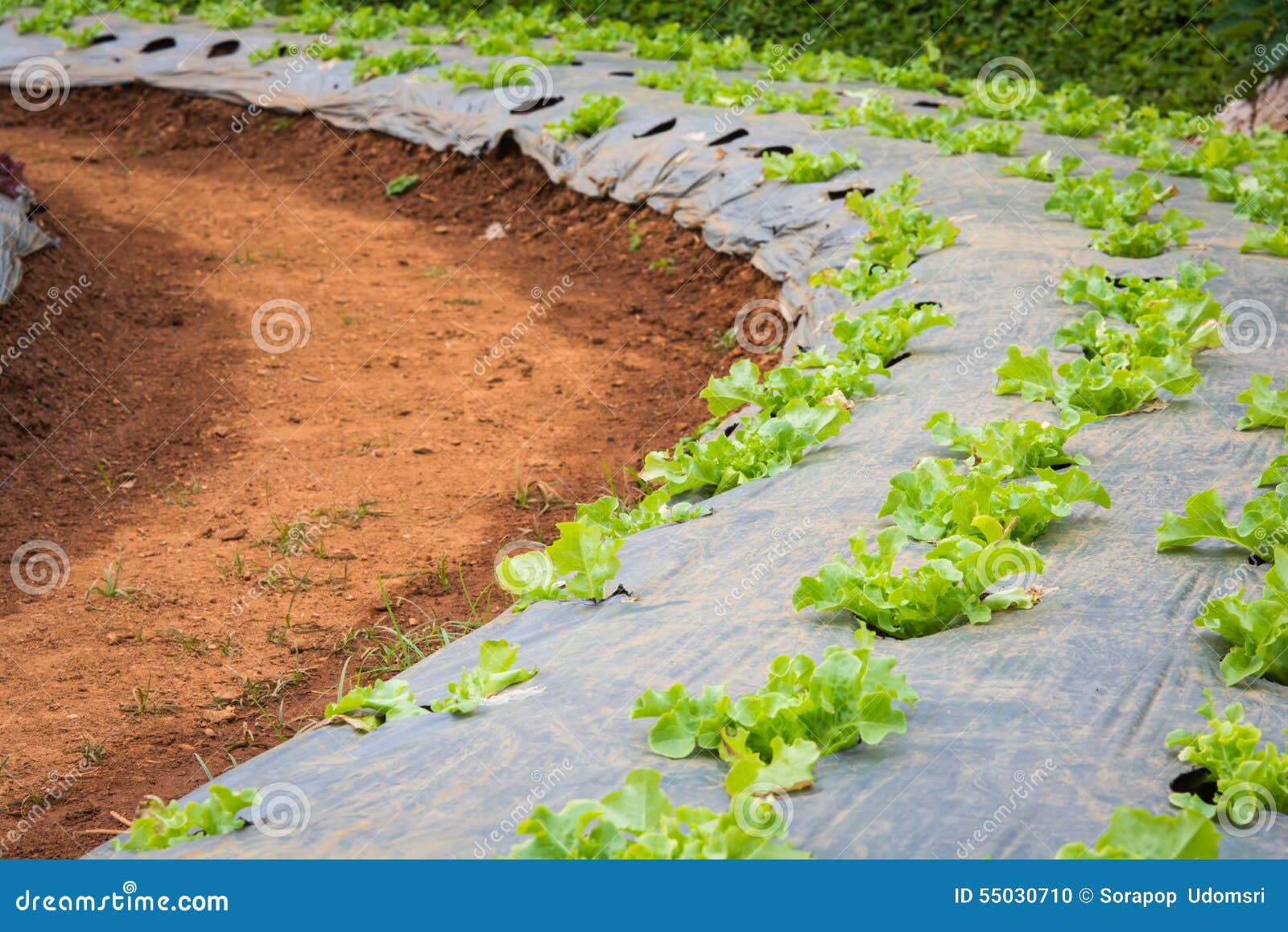 Verduras De La Lechuga En Campo Foto de archivo - Imagen de verde ...
