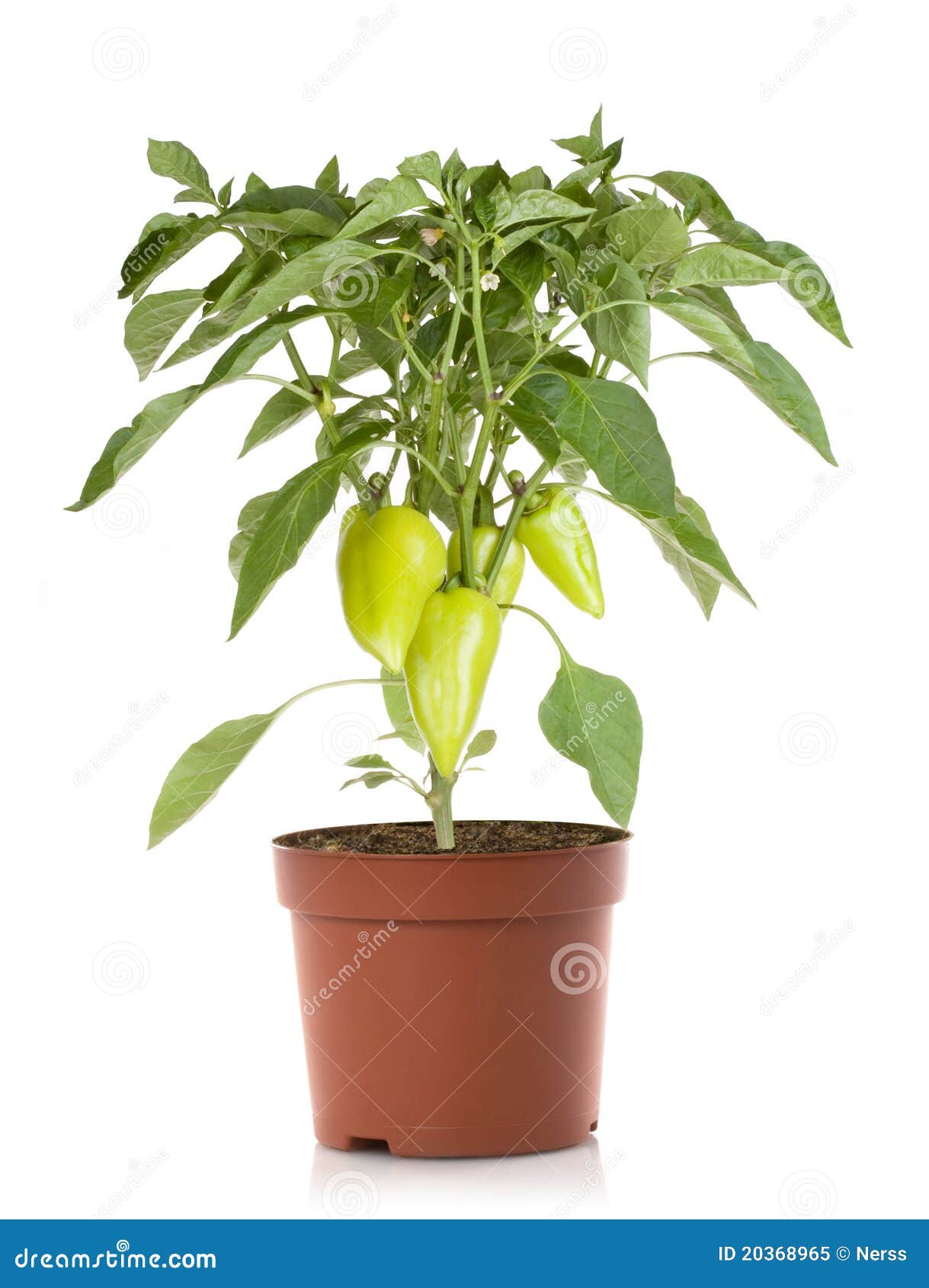 Verdure Della Pianta Del Pepe in POT Immagine Stock - Immagine di fogli ...