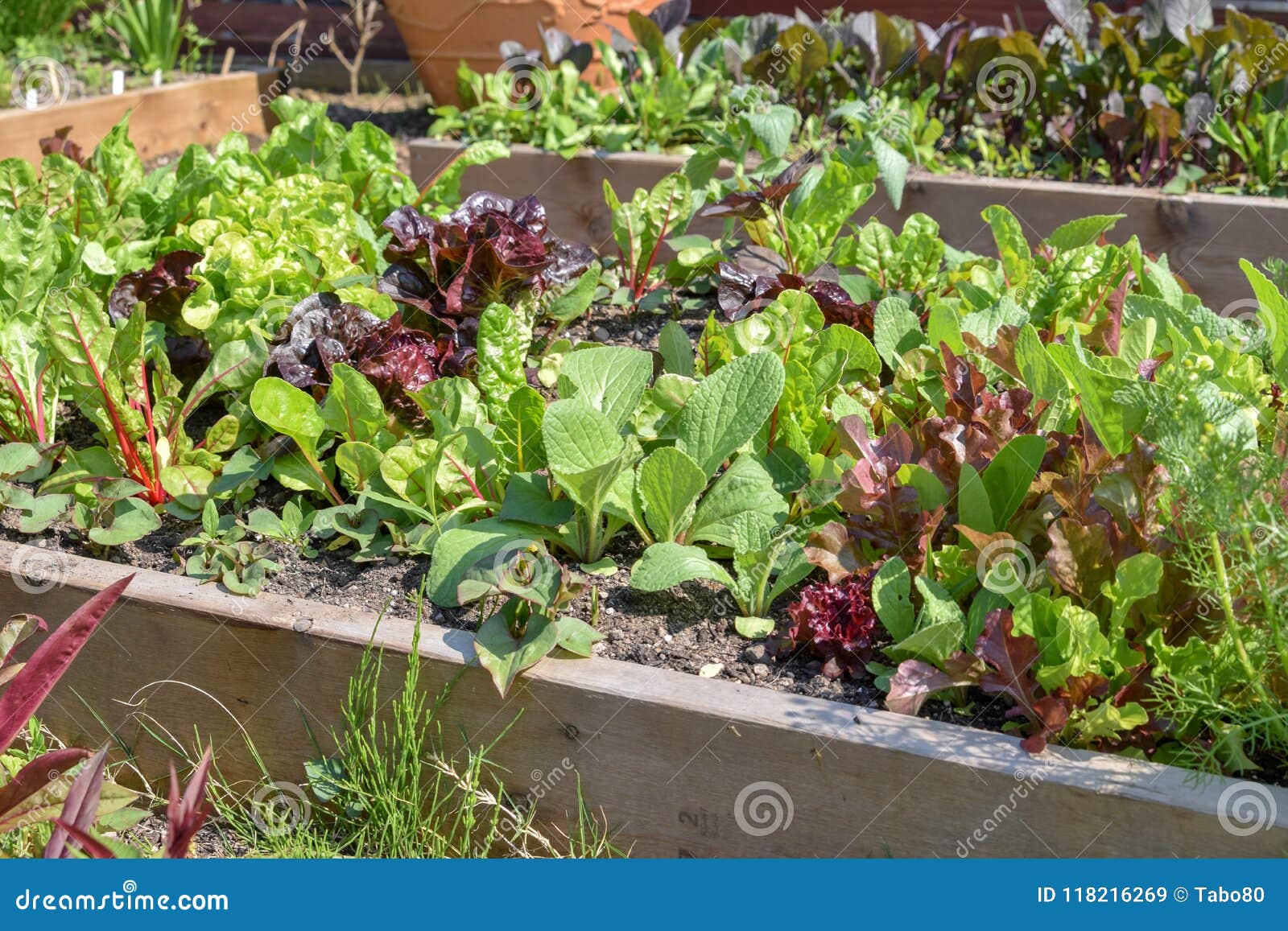 Verdure Ed Erbe in Orto Domestico Immagine Stock - Immagine di cucina ...