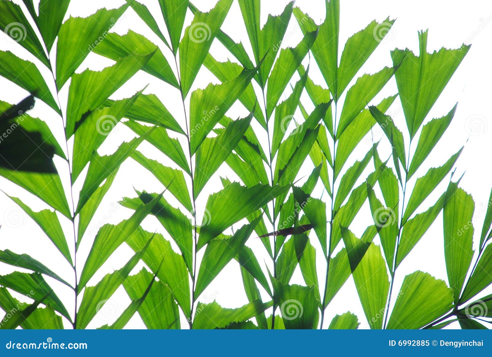 Verdure Fish Tail Palm Leaves Stock Image - Image of purity, background ...