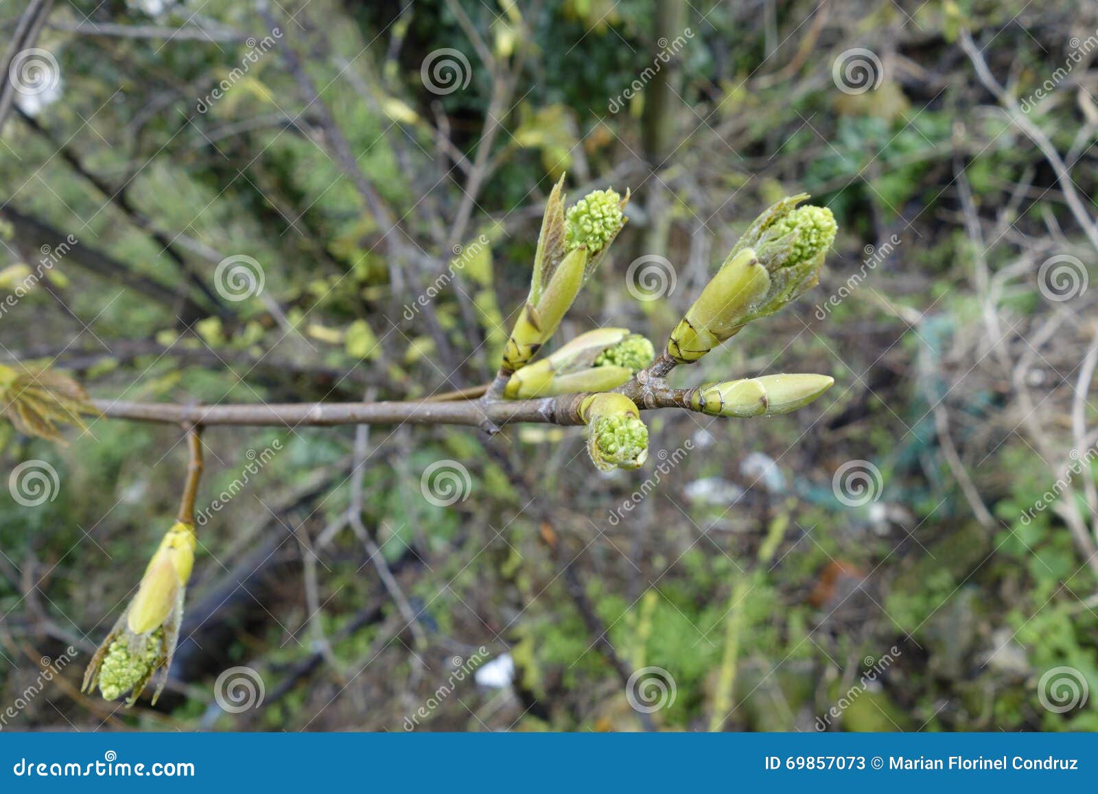 Verdure stock image. Image of nature, life, branch, flora - 69857073