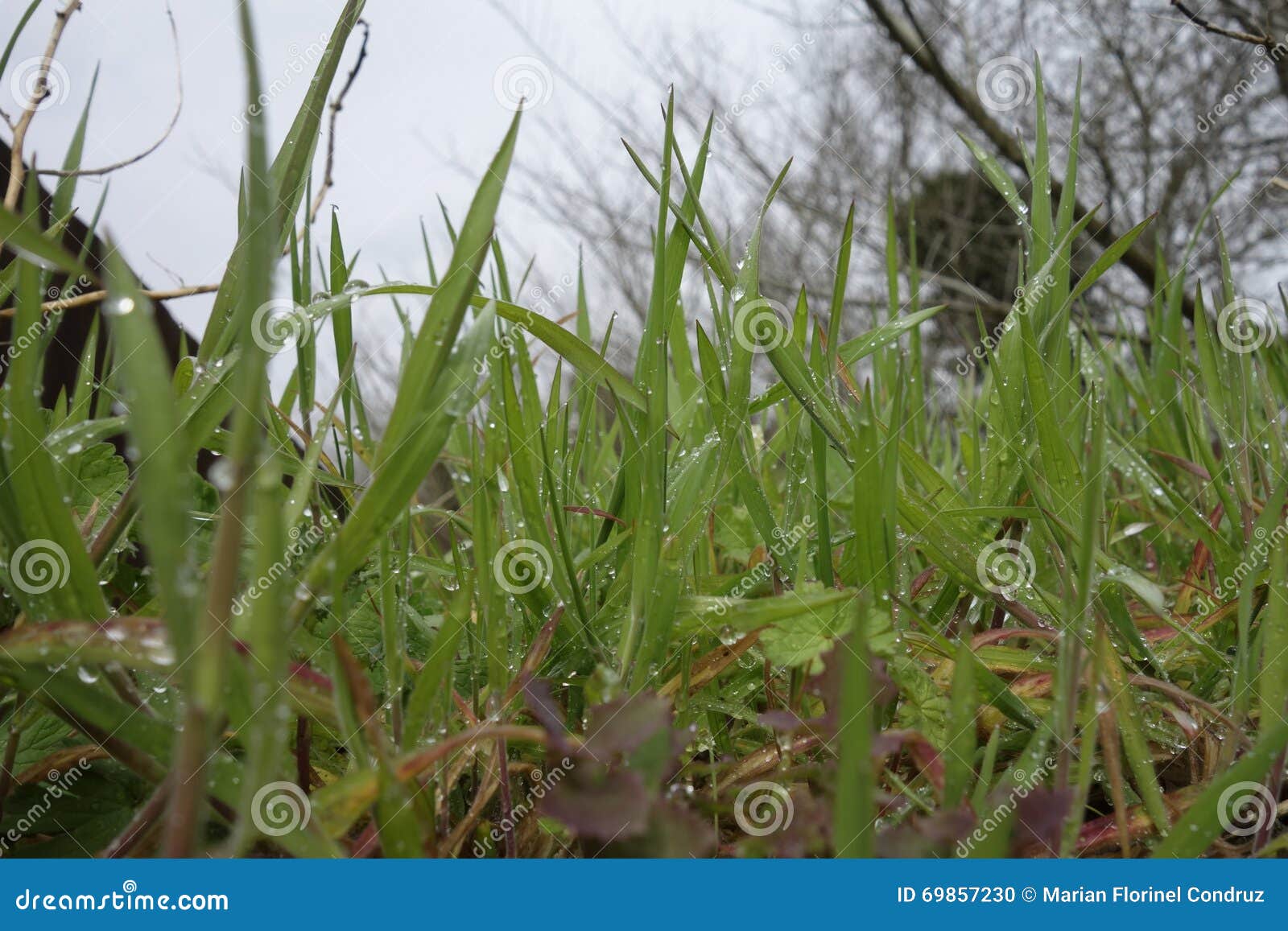 Verdure stock photo. Image of nature, grass, plant, park - 69857230