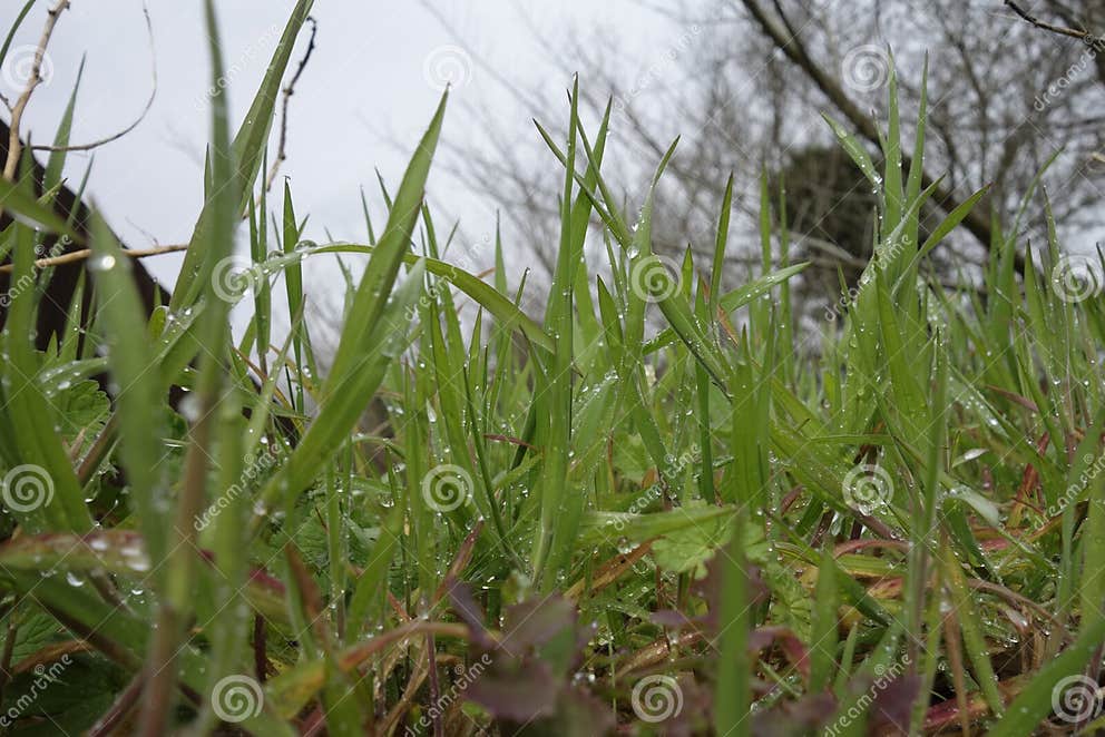 Verdure stock photo. Image of nature, grass, plant, park - 69857230