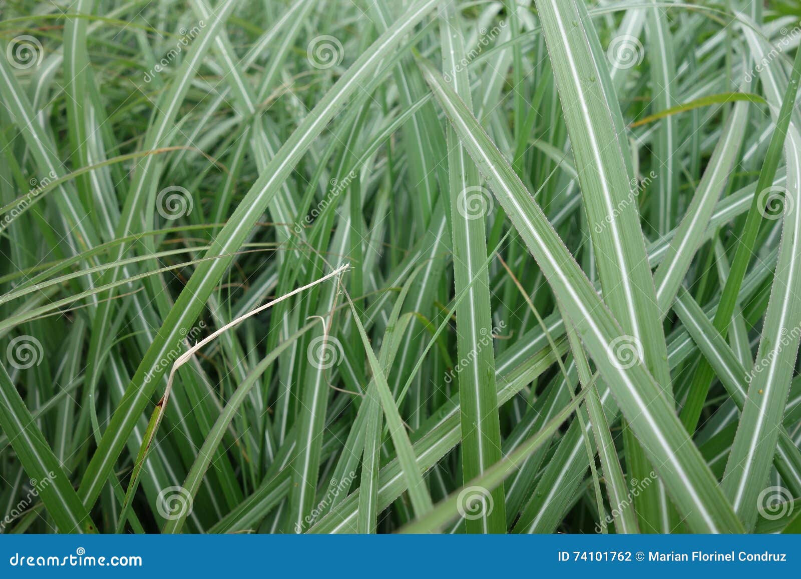 Verdure stock photo. Image of vegetation, grass, life - 74101762