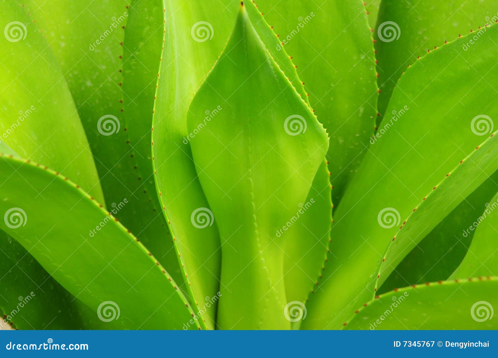Verdure Leaves of Century Plant Stock Image - Image of purity ...