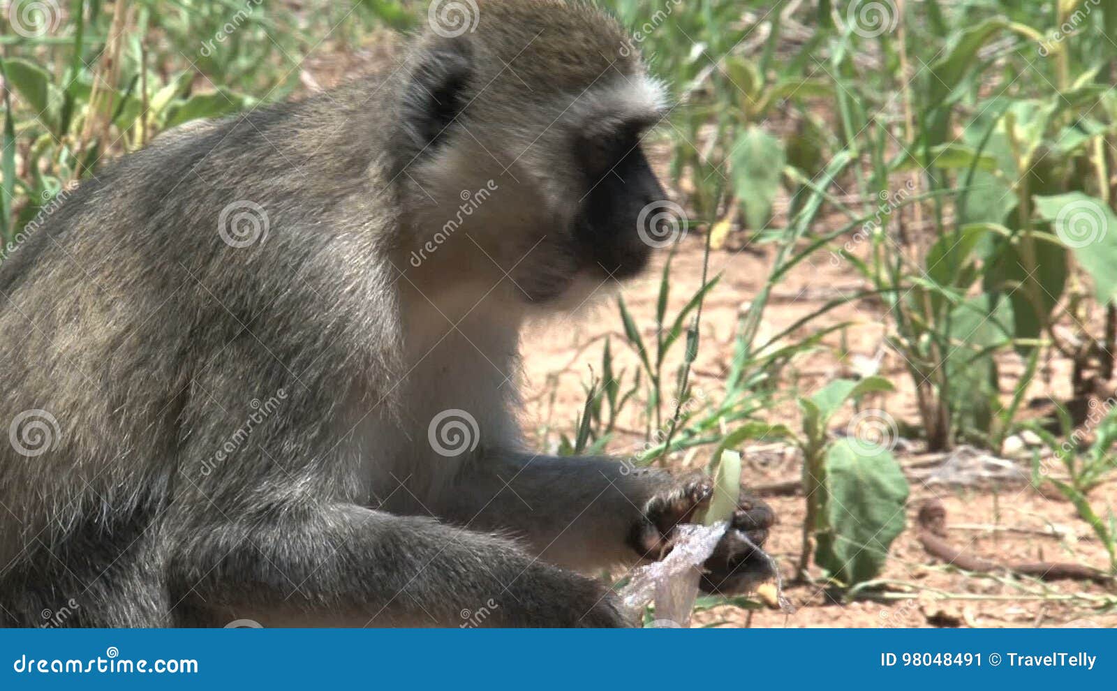 Veret Monkey Foraging for Insects Stock Video - Video of countryside ...