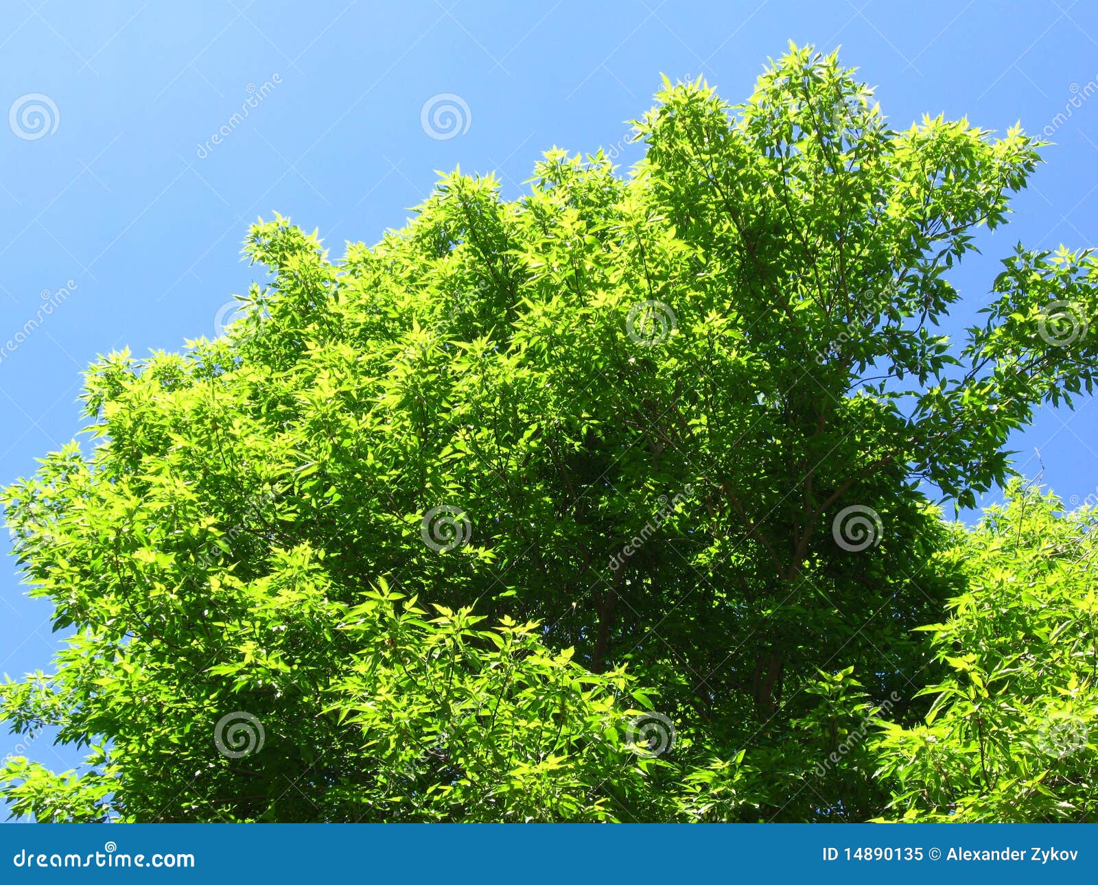 Vergankelijke groene boom stock afbeelding. Image of groen - 14890135