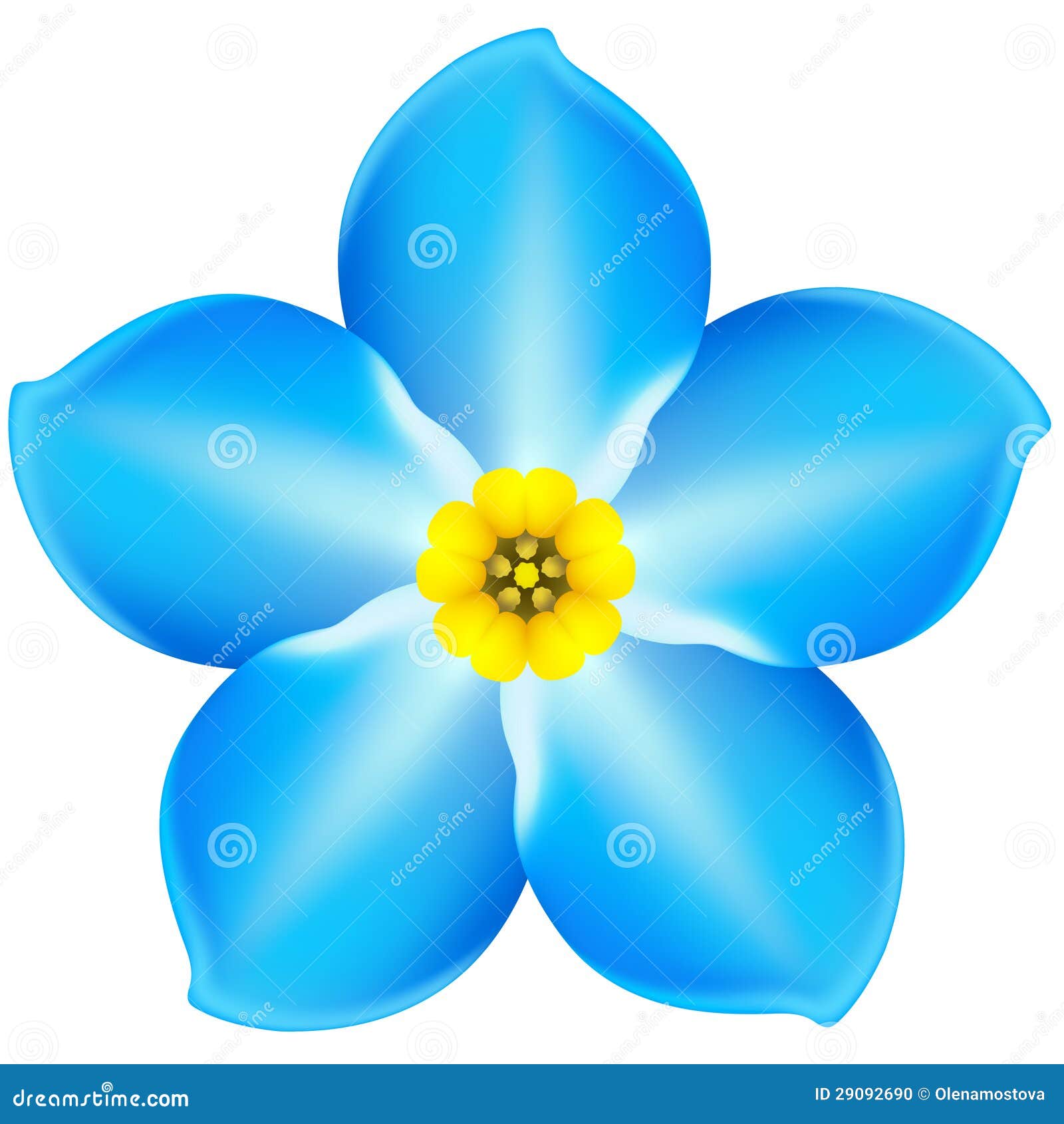 Vergeet-mij-nietje vector illustratie. Illustration of bloem - 29092690