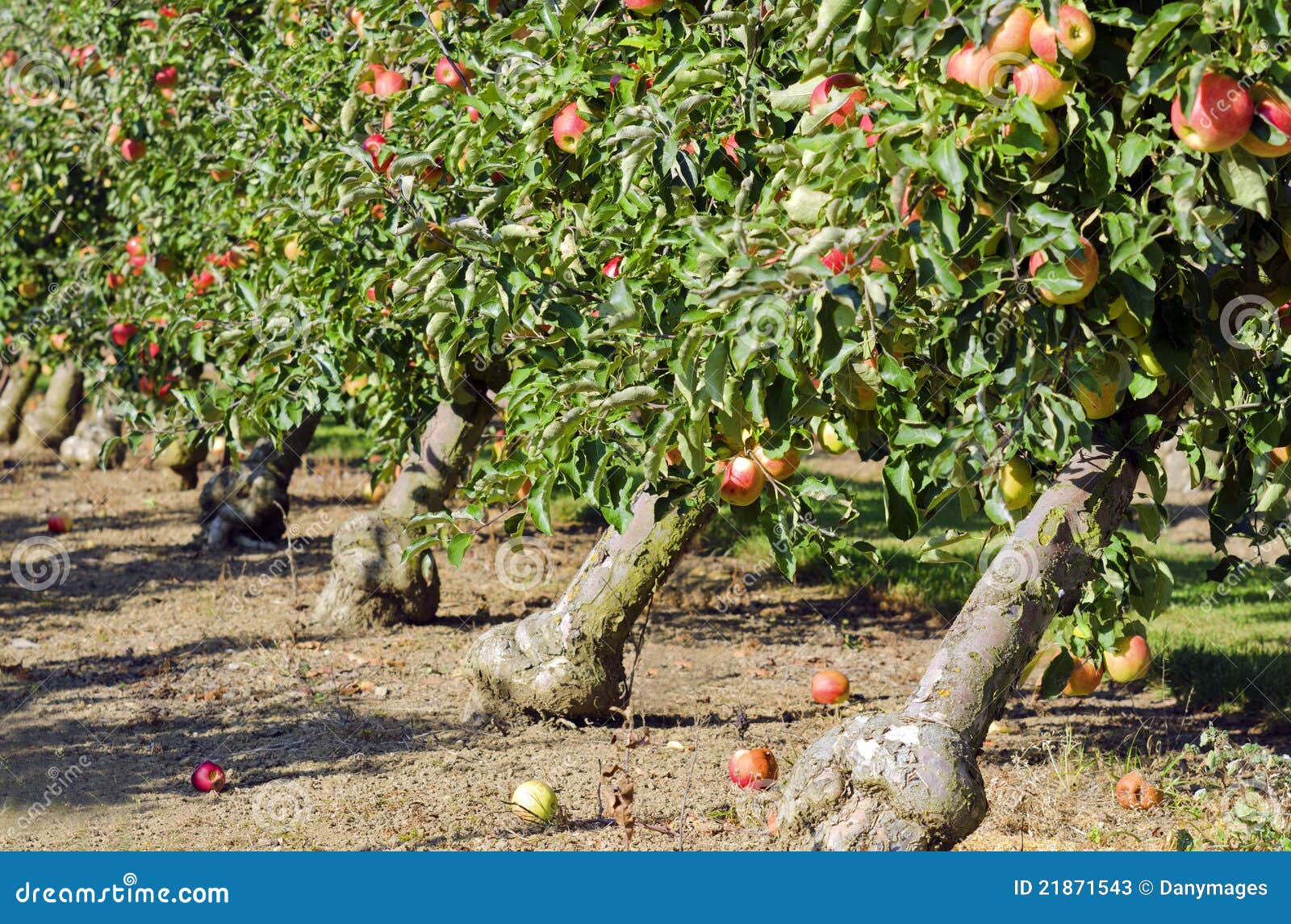 Verger image stock. Image du produit, arbre, nourriture - 21871543