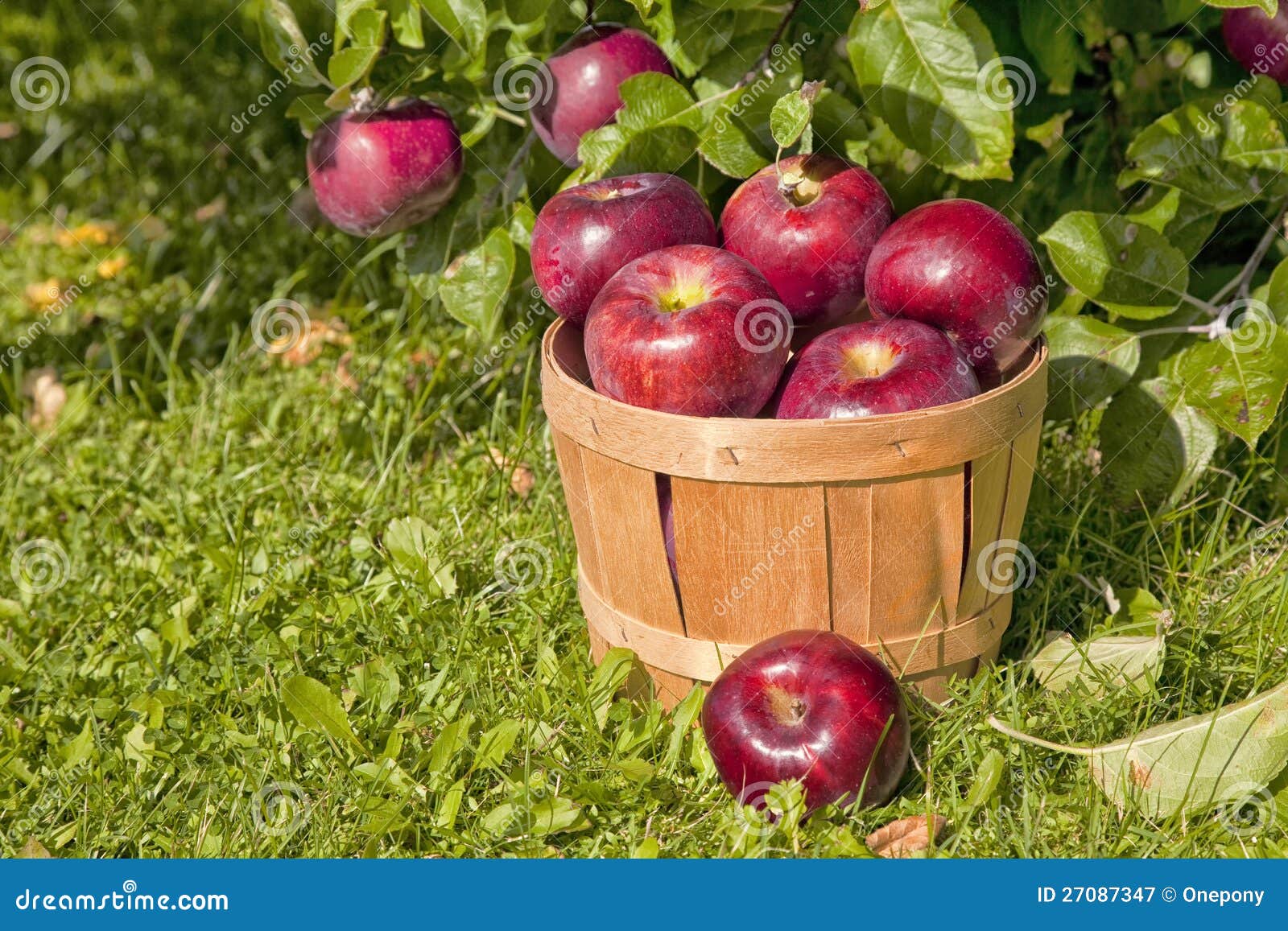 Verger image stock. Image du pomme, sain, branchement - 27087347