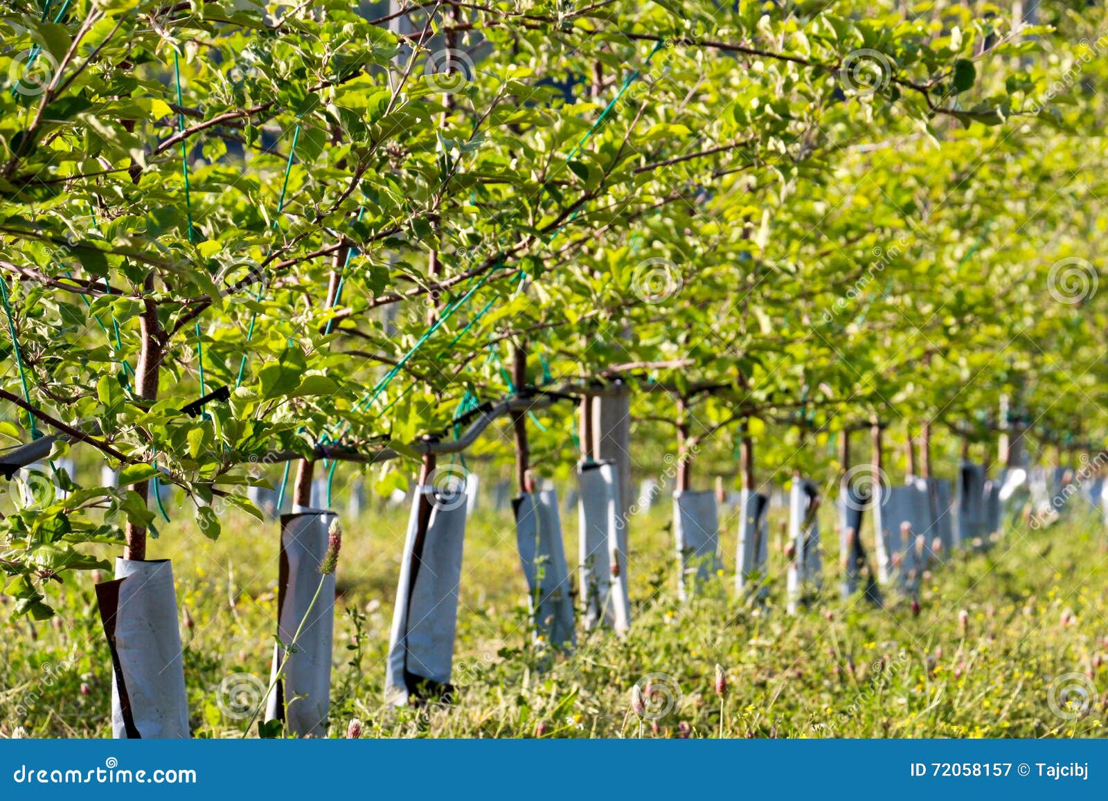 Verger de jeunes arbres image stock. Image du fleur, ressort - 72058157