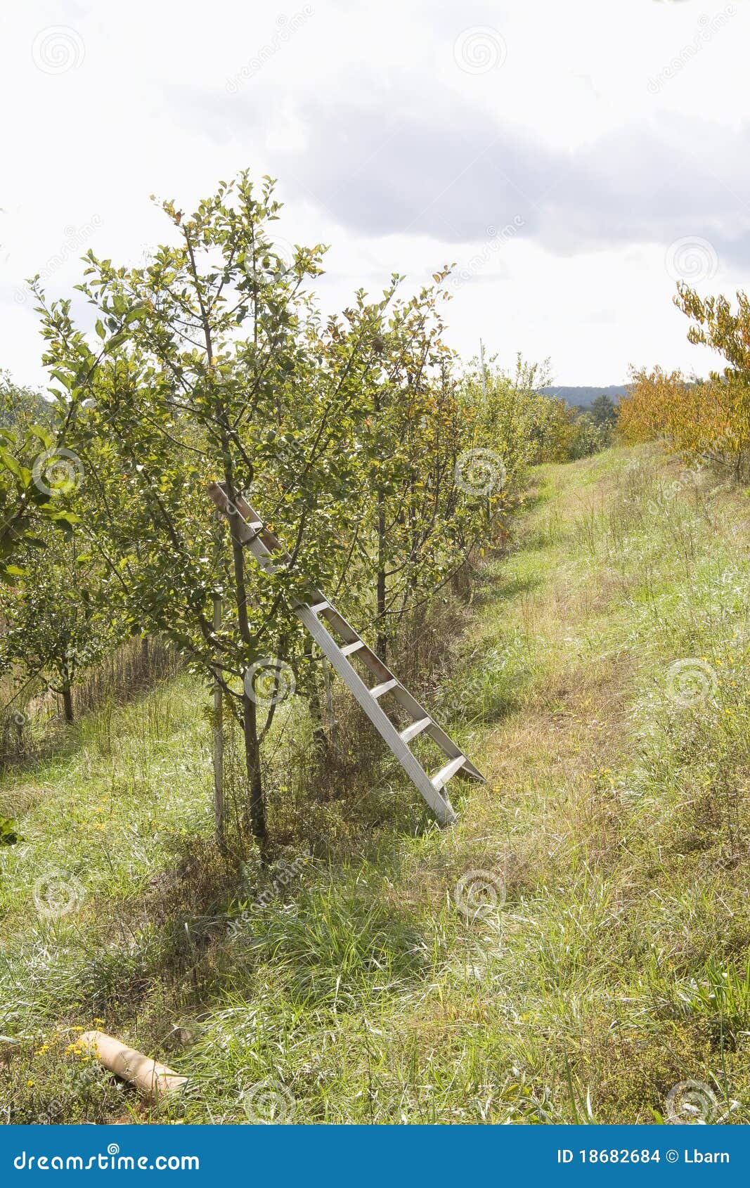 Verger De Montagne D'automne Photo stock - Image du arbre, automne ...