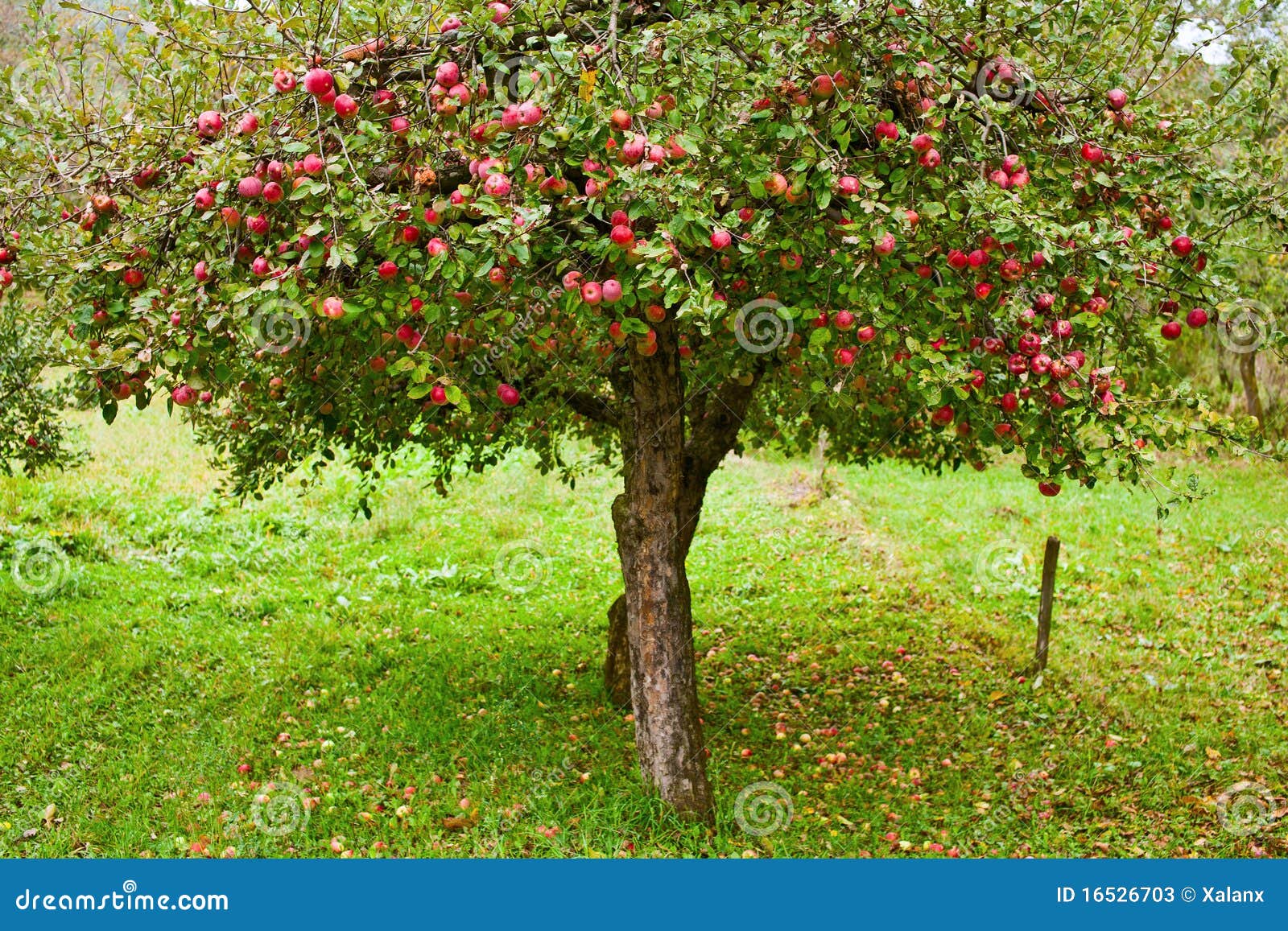 Verger De Pommiers Photos stock - Image: 16526703