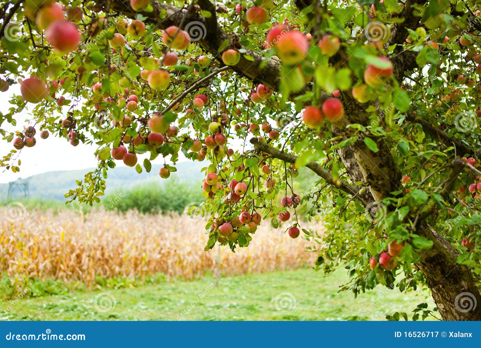Verger de pommiers image stock. Image du agriculture - 16526717