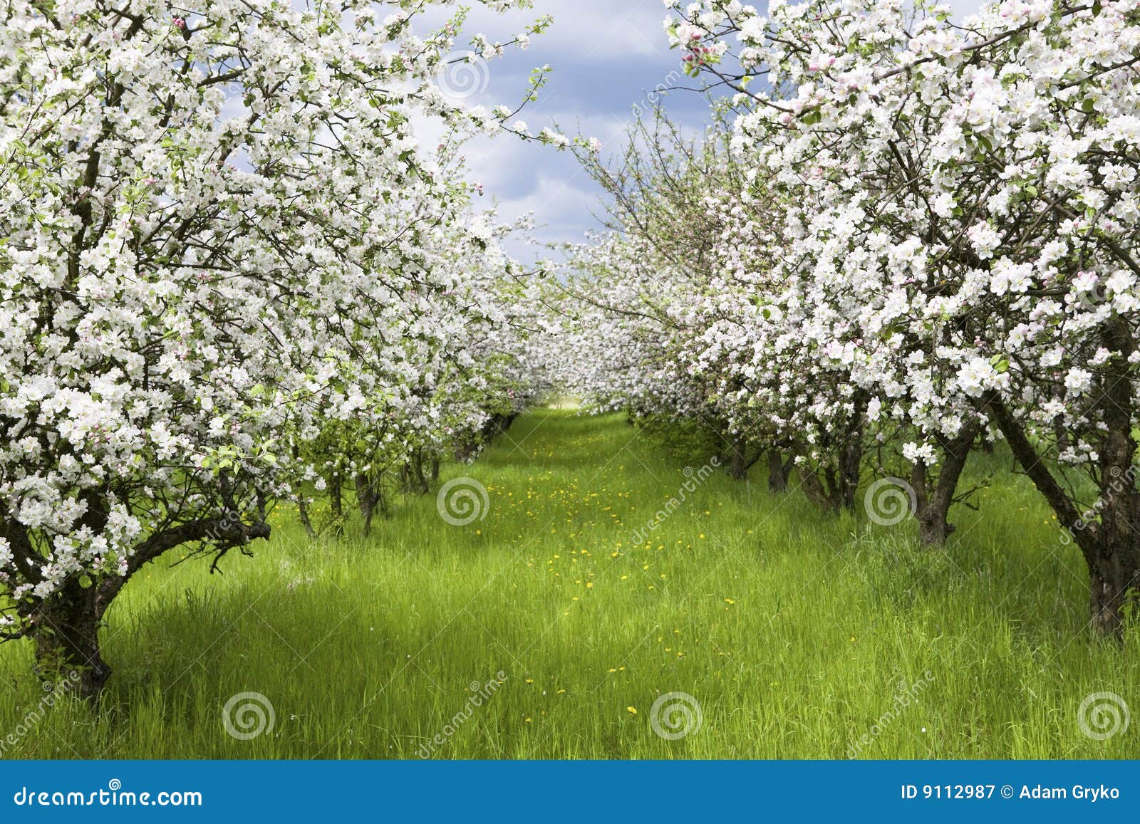 Verger de source image stock. Image du fruits, fleur, arbre - 9112987