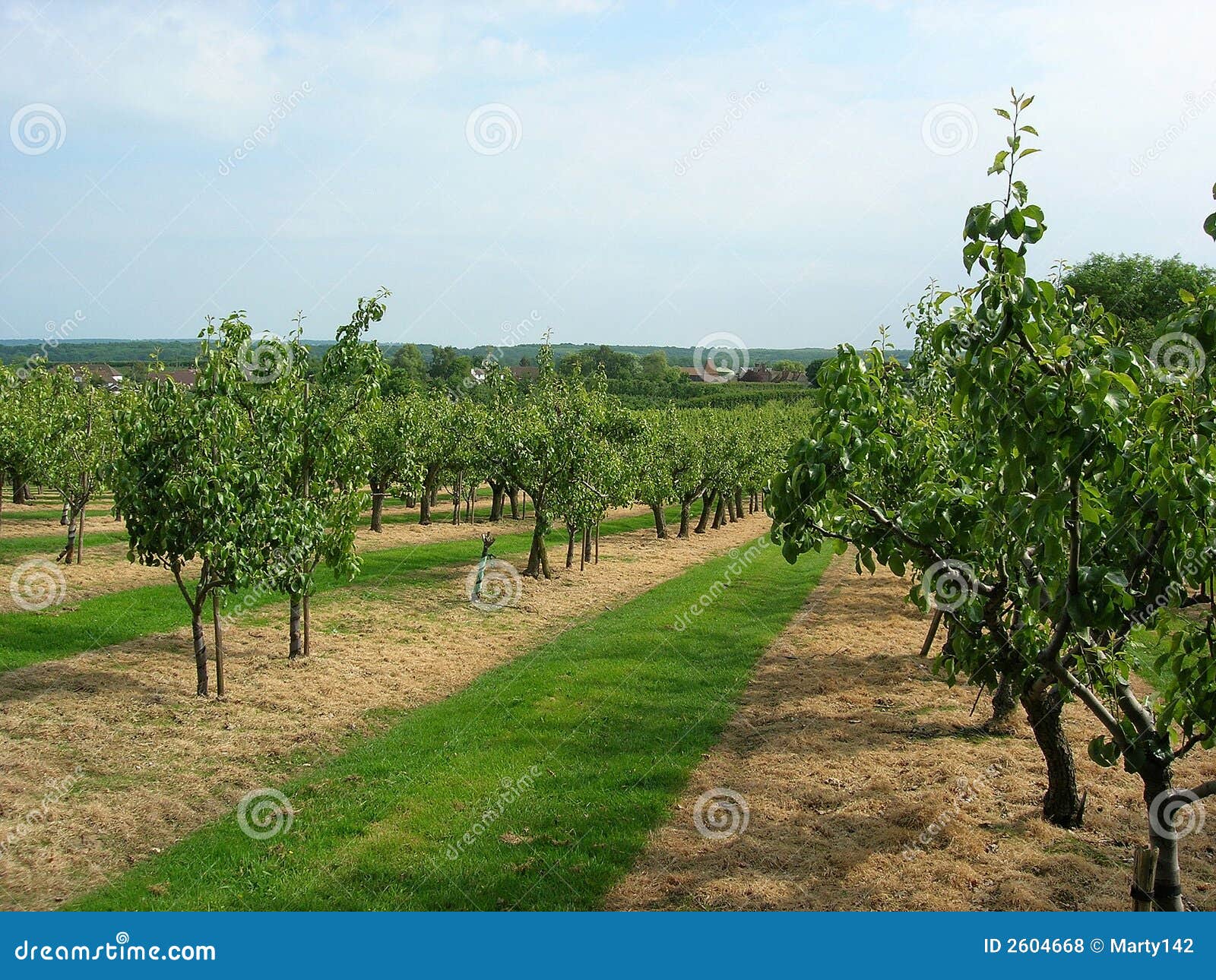 Verger Kentish de poire photo stock. Image du nutrition - 2604668