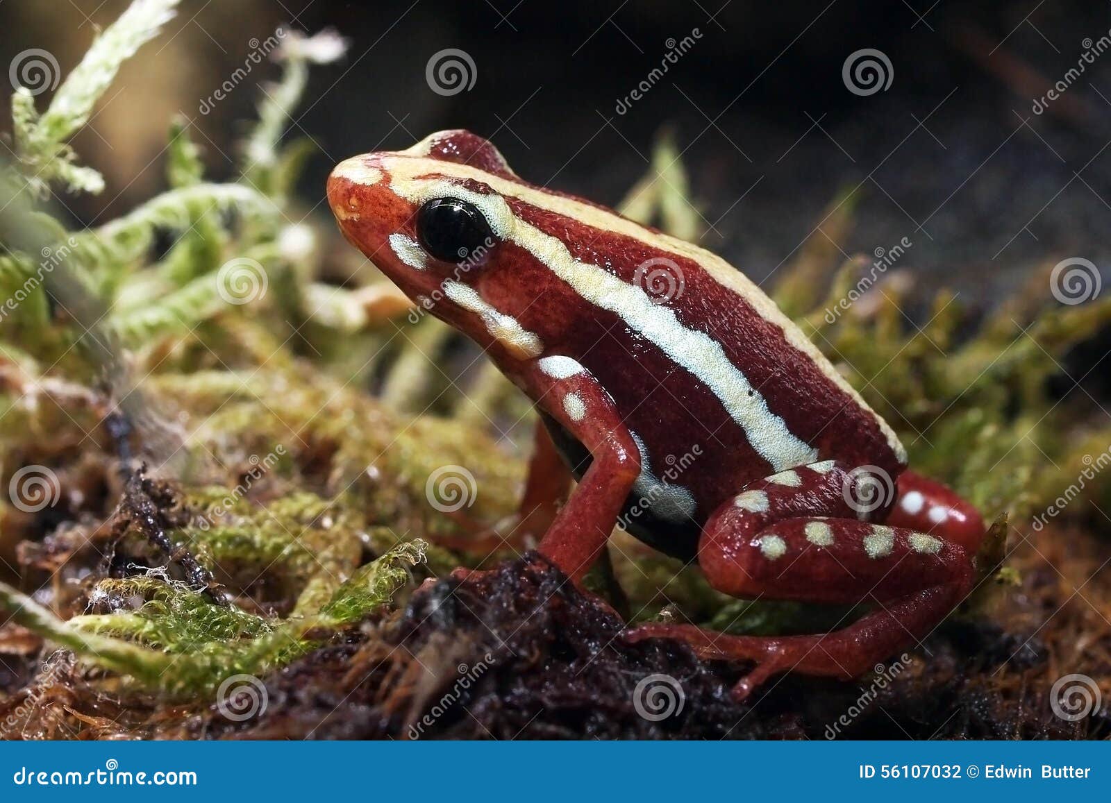 Vergift rode kikker stock foto. Image of studio, kleur - 56107032