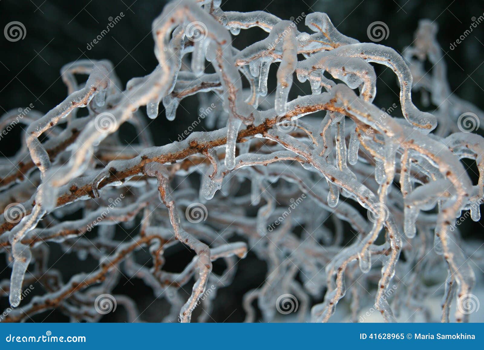 Verglas image stock. Image du hiver, arbre, glace, revêtement - 41628965