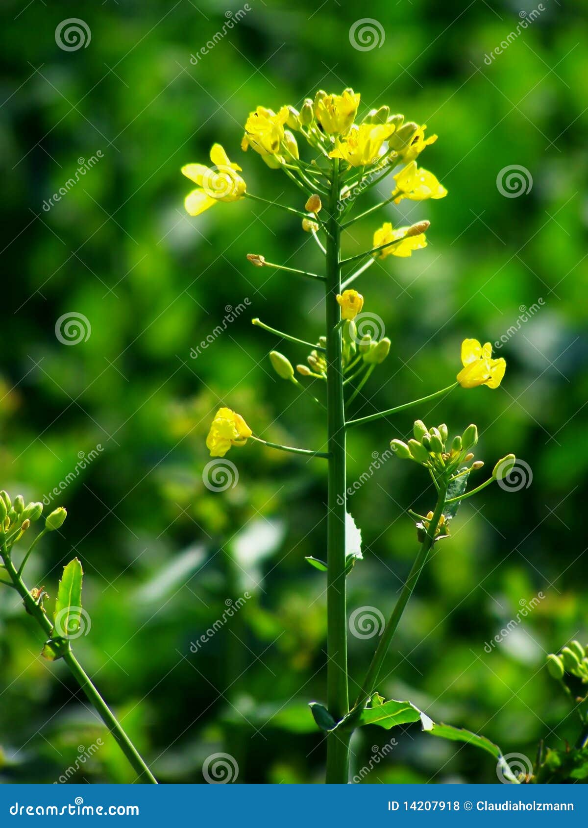 Verkrachting/Koolzaad stock foto. Image of installatie - 14207918