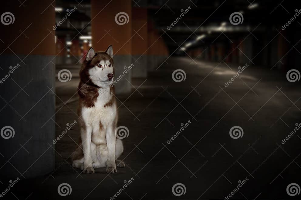 Verlassener Husthund. Der Traurige Sibirische Husky Sitzt Allein Auf ... Verlassener Husthund. Der Traurige Sibirische Husky Sitzt Allein Auf ...