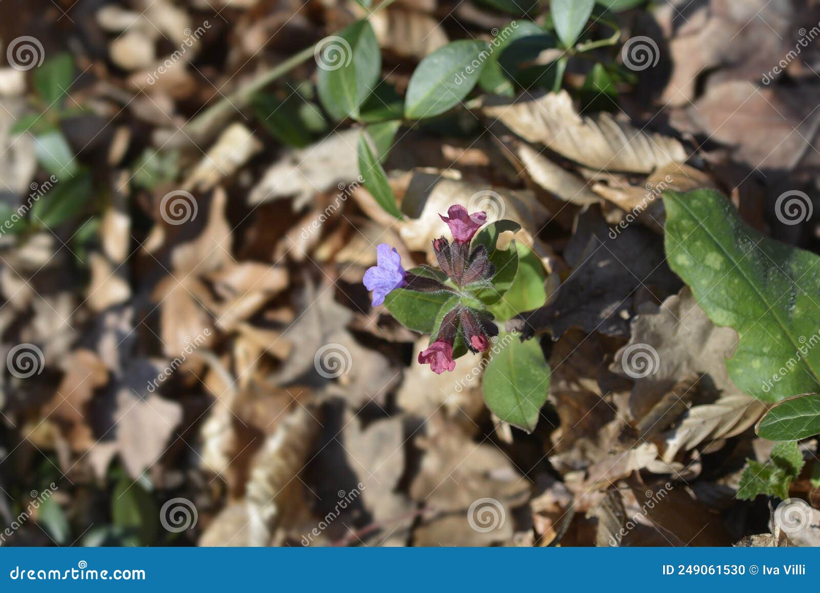 Verme pulmonar comum foto de stock. Imagem de nave, rasgos - 249061530