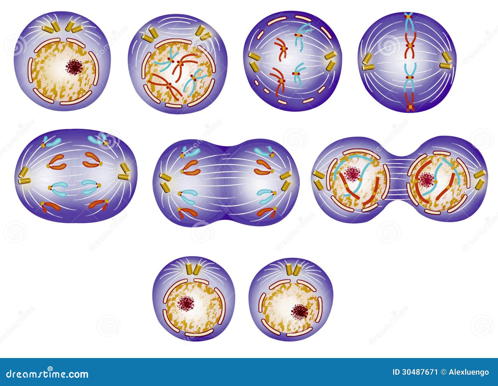 Vermenigvuldiging En Celcyclus Stock Illustratie - Illustration of ...