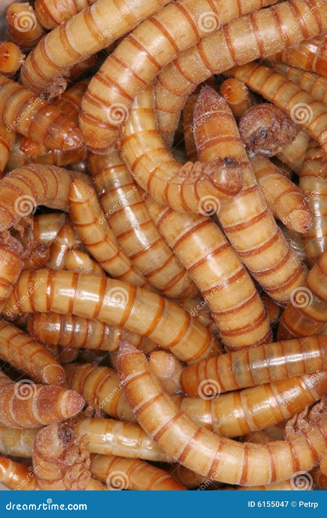 Vermi Immagine. Immagine: 6155047