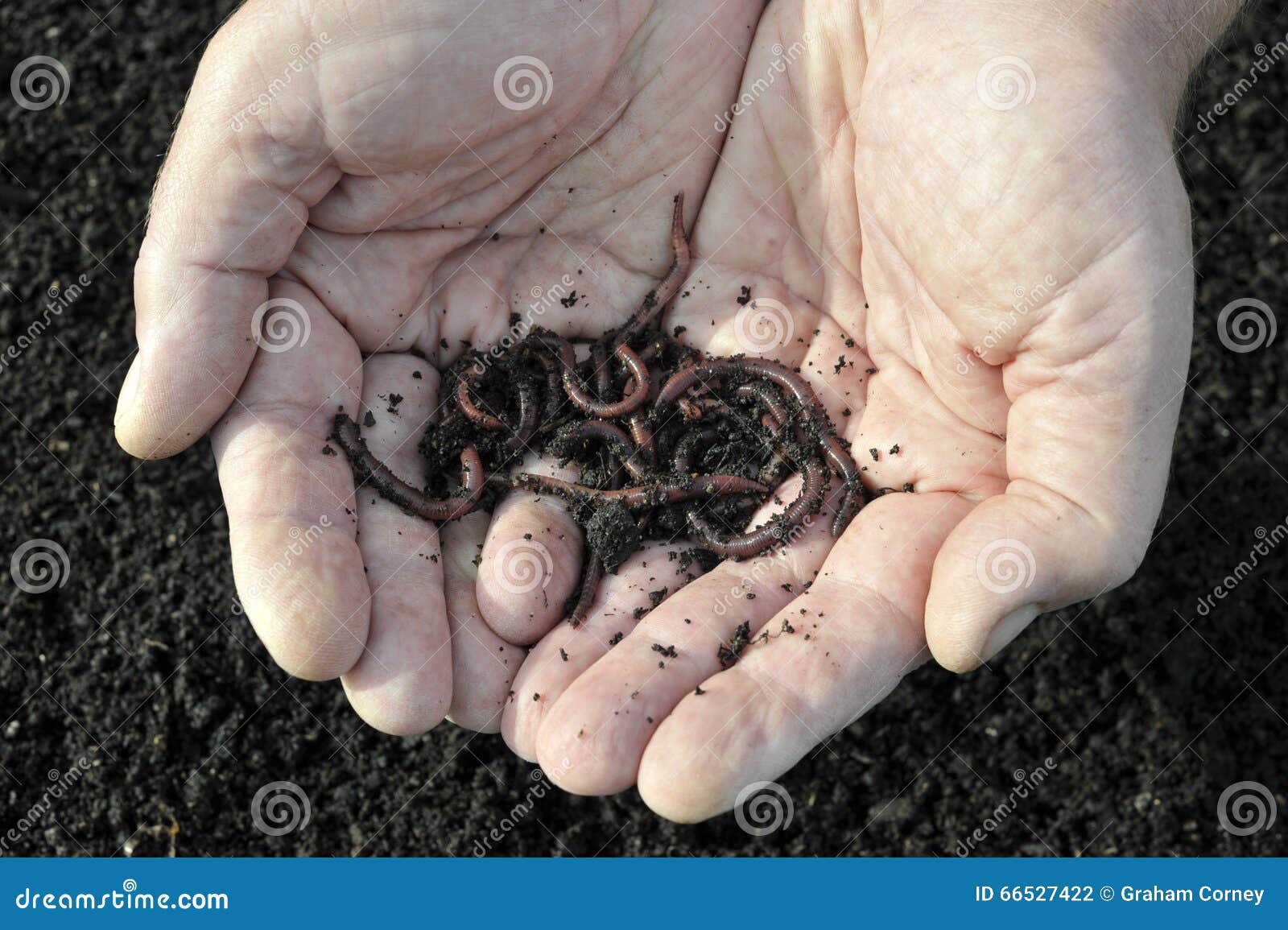 Vermi della composta fotografia stock. Immagine di scomparto - 66527422
